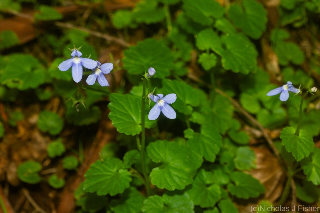 forest lobelia from Tamborine Mountain QLD 4272, Australia on February ...