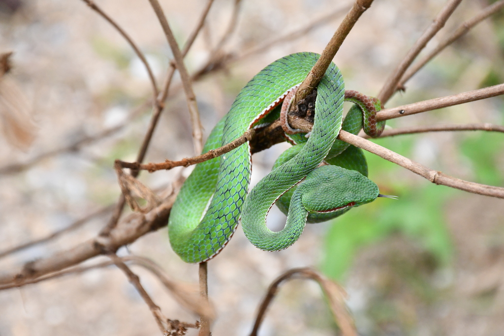 Pope’s Tree Viper from Tha Wang Pha, Nunthaburi, TH-PY, TH on November ...