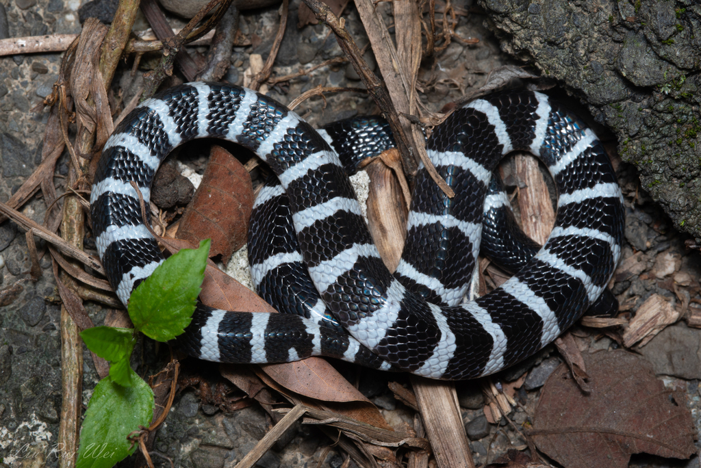 Many-banded Krait in August 2022 by Liu Rui Wei · iNaturalist