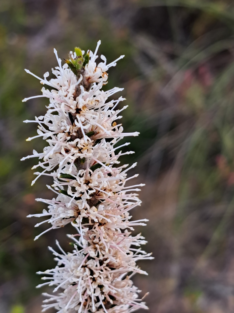 Pincushion trees from Eneabba WA 6518, Australia on September 12, 2023 ...