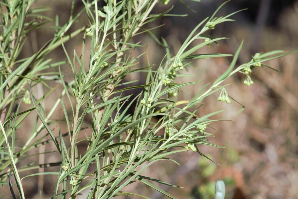 Wild Cotton from Carletonville, 2499, South Africa on September 12 ...