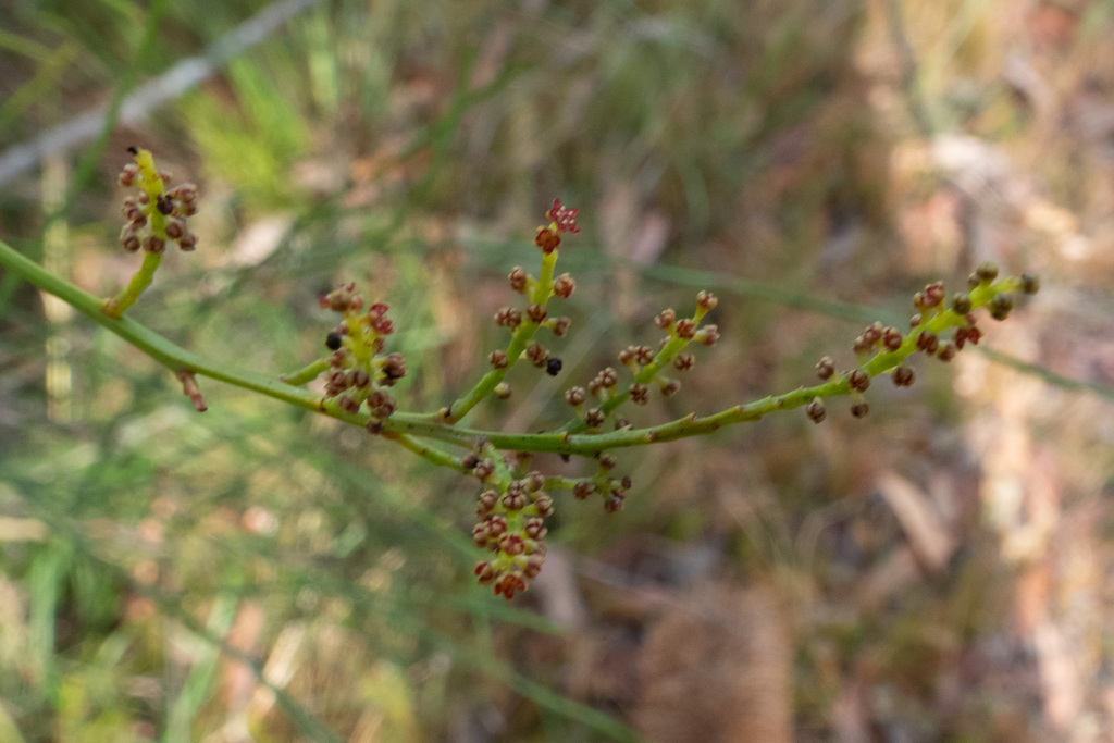 Native Currant from Jervis Bay JBT 2540, Australia on June 3, 2023 at ...