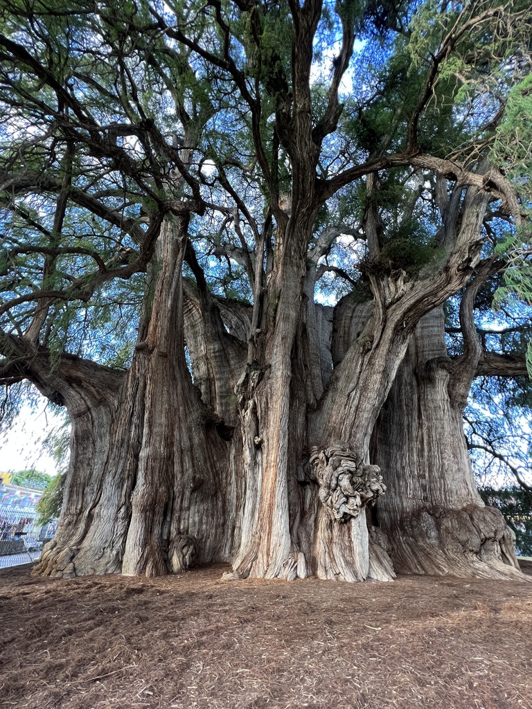 Montezuma cypress from Calle 2 de Abril, Santa María del Tule, Oax., MX ...