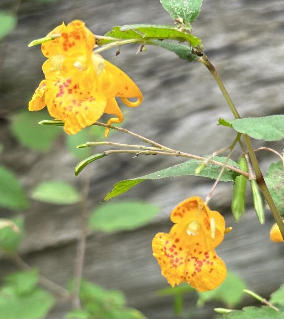 common jewelweed from Marston, Oxford, England, GB on September 12 ...