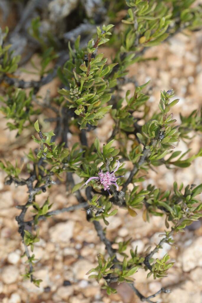Dicoma fruticosa from Cape Winelands District Municipality, South ...