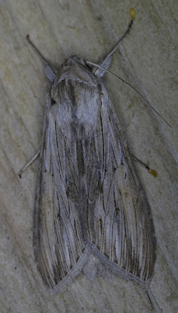 Shark Moth from Maison Saint-Augustin on July 9, 2023 at 12:50 AM by a ...