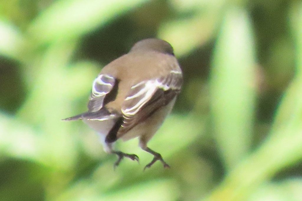European Pied Flycatcher from Lamego, 5100, Portugal on September 4 ...