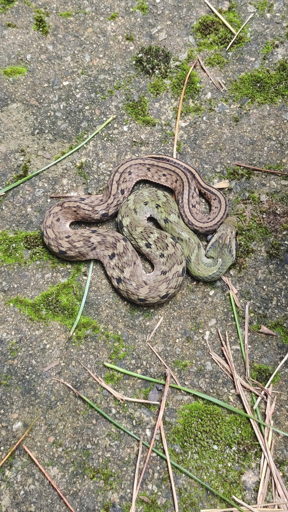 Stejneger's Bamboo Snake in September 2023 by mamahunter. 纹尾斜鳞蛇 ...