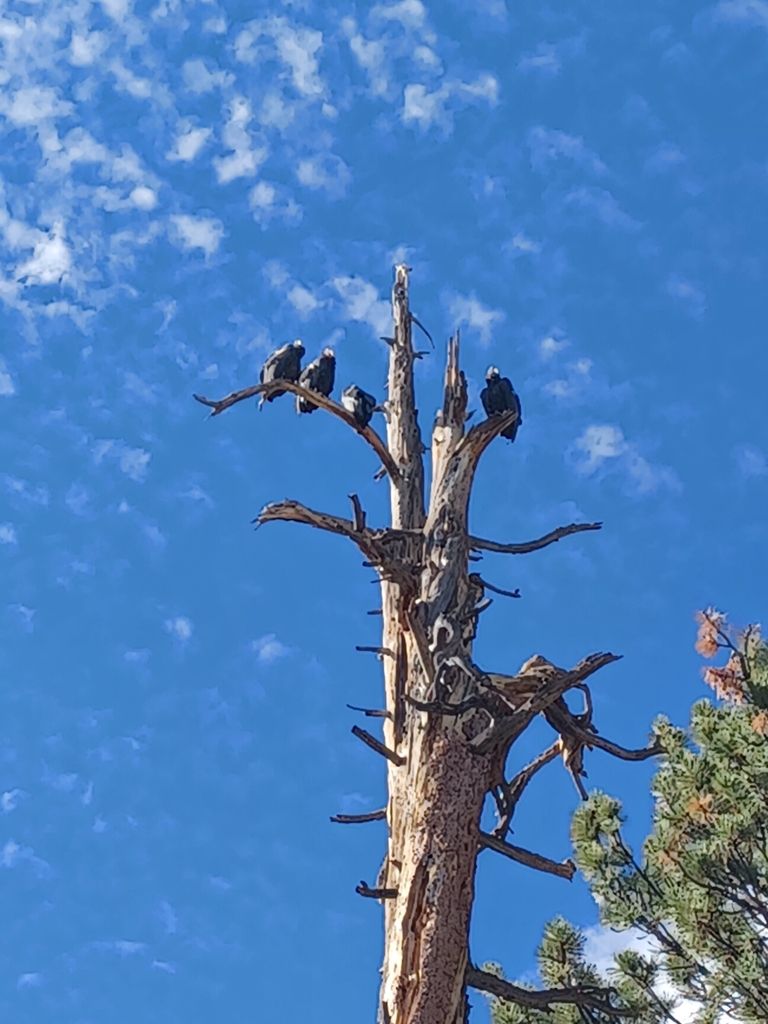 California Condor from 22905 B.C., México on August 11, 2023 at 04:53 ...
