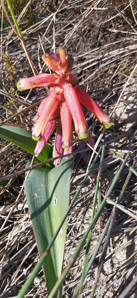 Red Viooltjie from Mitchells Plain, Cape Town, South Africa on August 1 ...
