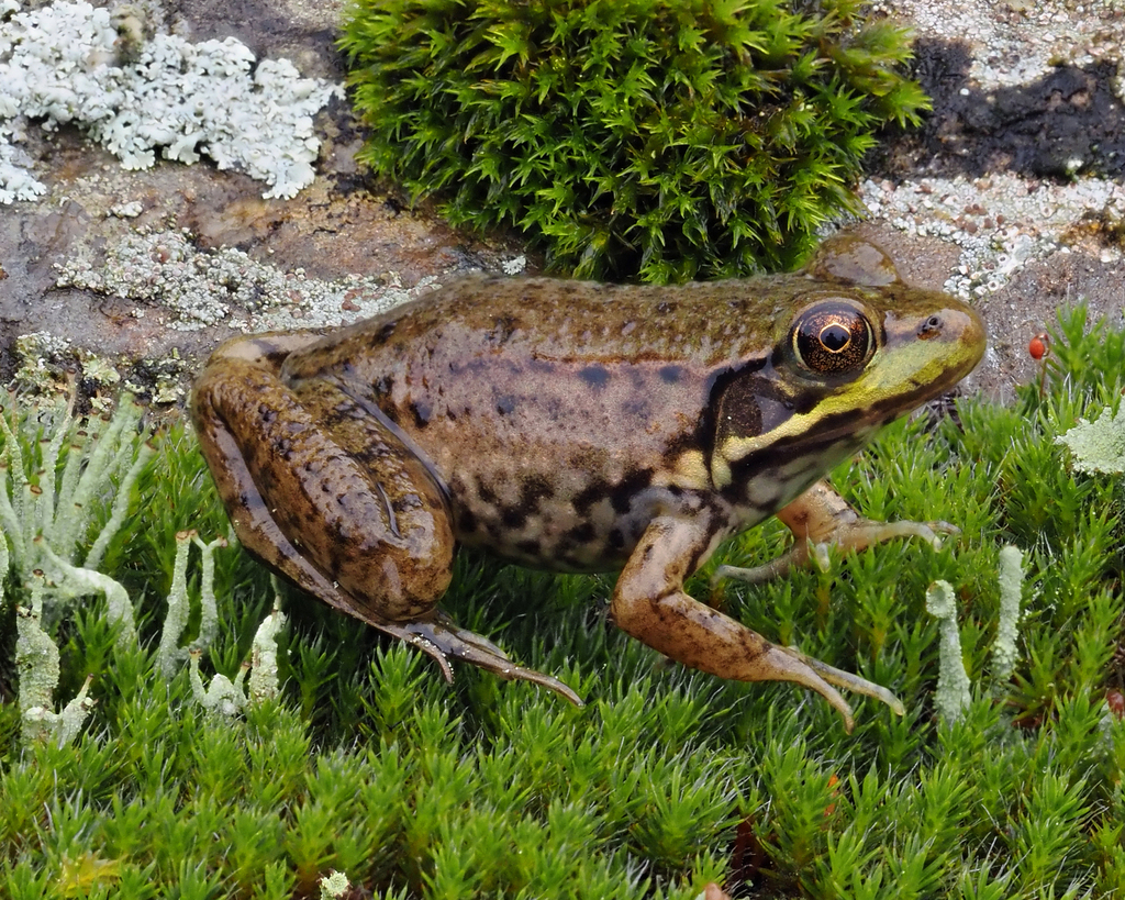 Green Frog from Salem, NH 03079, USA on September 12, 2023 at 07:04 AM ...