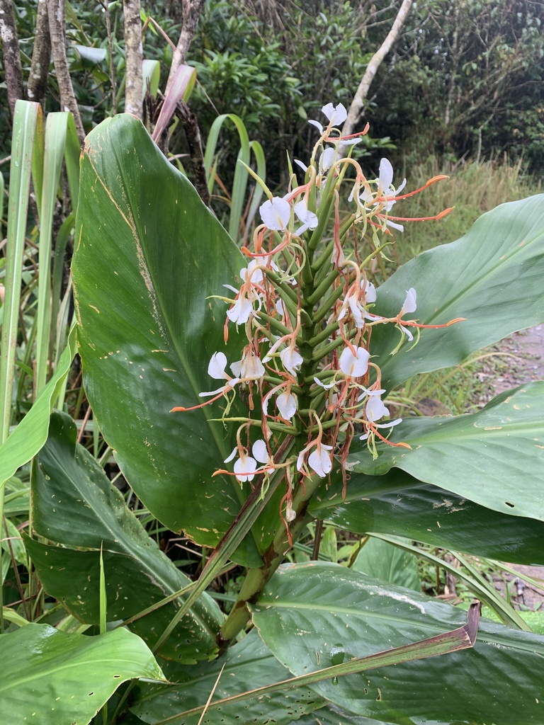 Hedychium neocarneum from ภูหลวง, อ.ภูเรือ, เลย, TH on September 2 ...