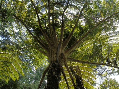 Sphaeropteris tomentosa · iNaturalist