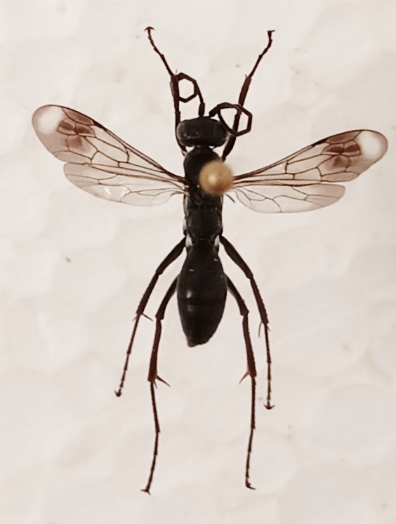 Priocnemis melanosoma in September 2023 by Θάνος Μπουλάς · iNaturalist