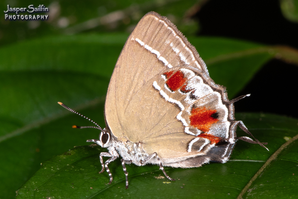 Dabreras teucria from ARCC, Lago Soledad, Tambopata, Peru on September ...