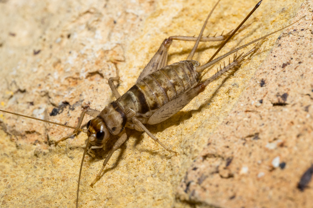 Tropical House Cricket (Crickets of the United States) · iNaturalist