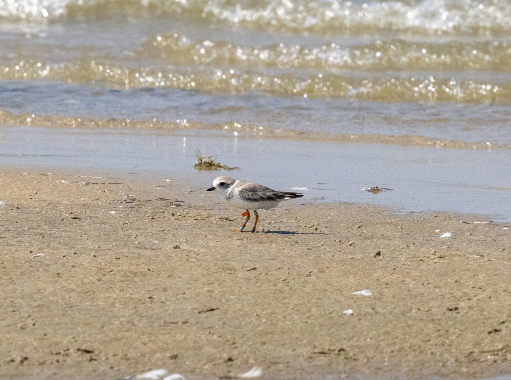 Piping Plover in September 2023 by Amy Padgett · iNaturalist