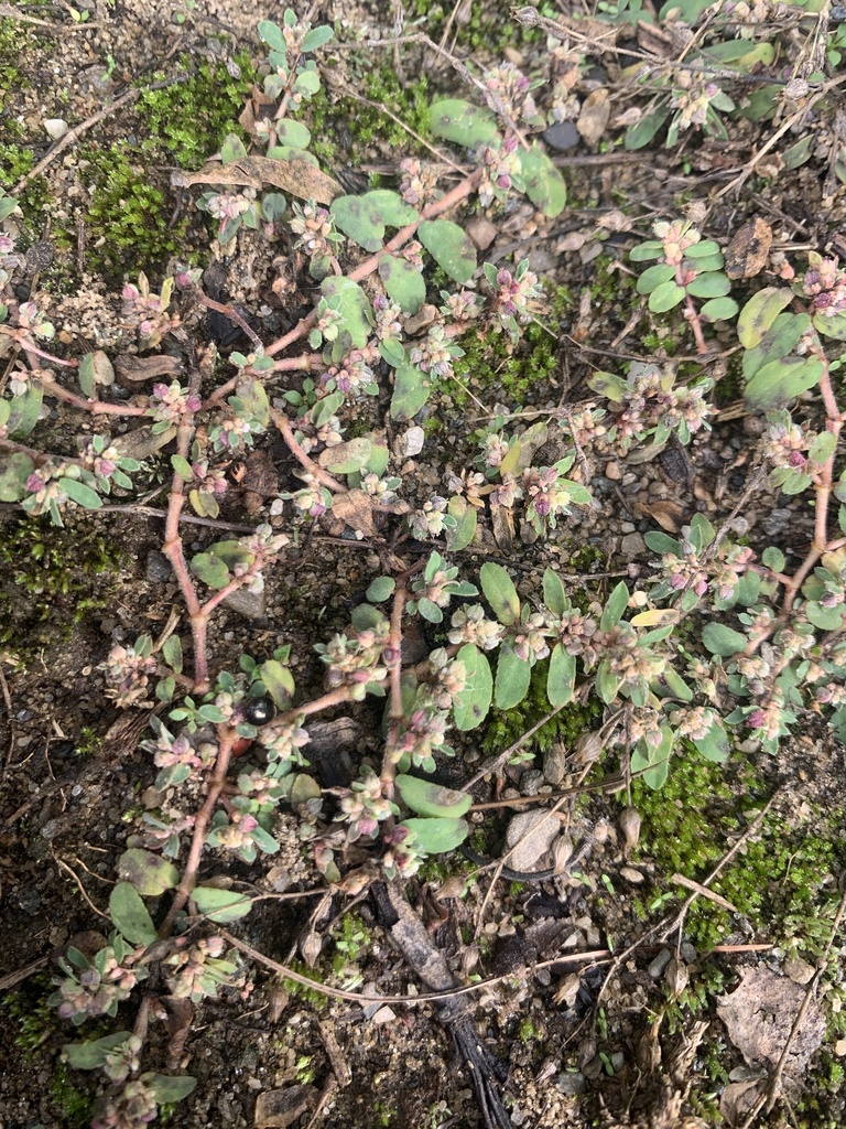 Spotted spurge in September 2023 by levikeszey · iNaturalist