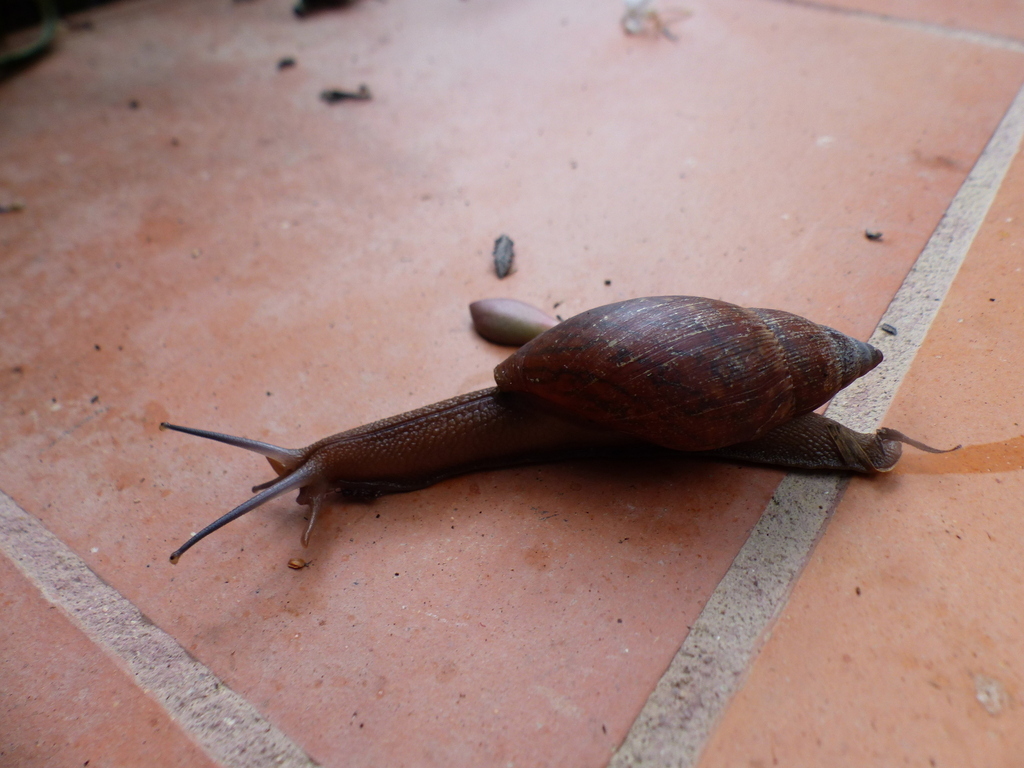 caracoles lobo (Biota de Itaca (RNSC), Gachantivá, Boyacá ...