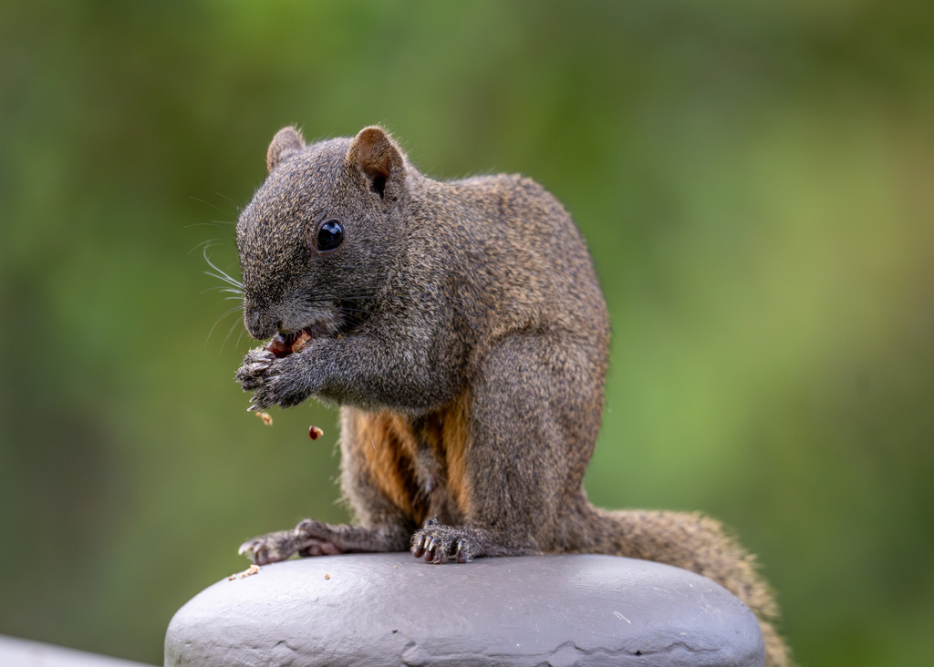 Pallas' Squirrel from Fu Hin Kui, Kwu Tung, New Territories, HK on ...