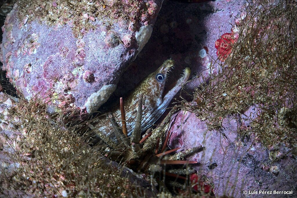 Viper Moray (Enchelycore nigricans) - Marine Life Identification