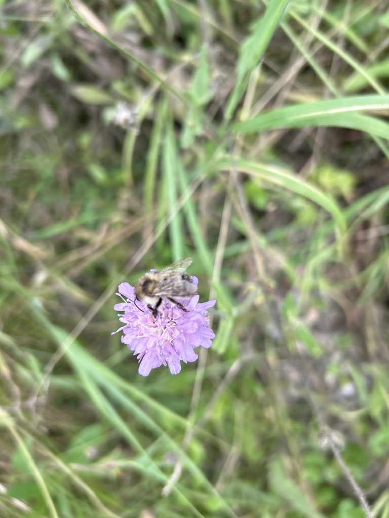 Field Scabious from RM Stonehouse, Plymouth, England, GB on September ...