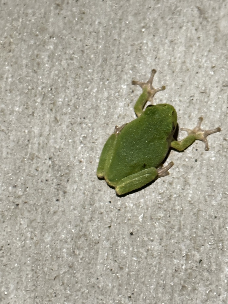Gray Treefrog Species Complex from Matterhorn Dr, Verona, WI, US on ...