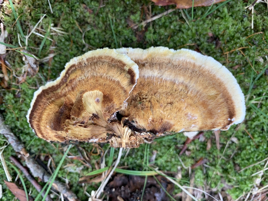 Clustered Bracket from Selkirk Shores State Park, Pulaski, NY, US on ...