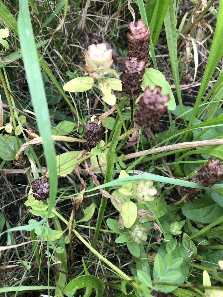 common selfheal from RM Stonehouse, Plymouth, England, GB on September ...