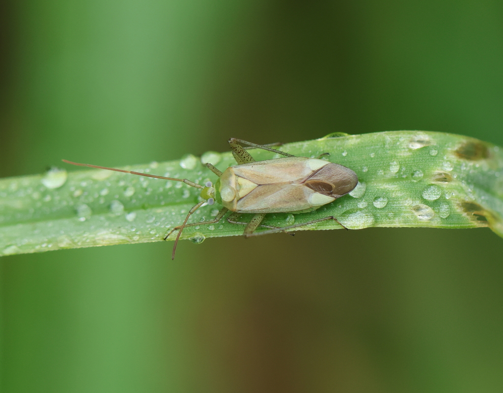 Alfalfa Plant Bug from Gonfreville-l'Orcher, France on September 12 ...