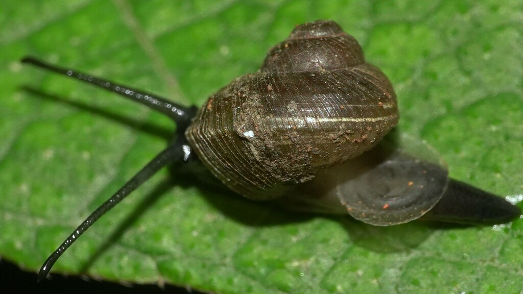 Cyclophorus punctatus from BNHS CEC on August 16, 2023 at 09:03 AM by Dinesh Sharma · iNaturalist