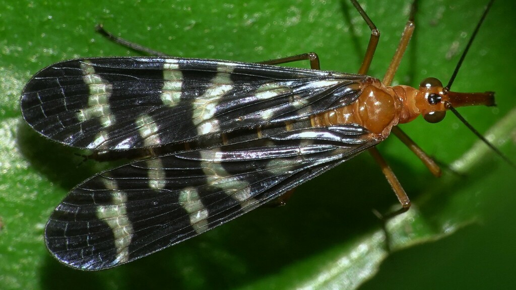 Neopanorpa indica from BNHS CEC on August 16, 2023 at 09:24 AM by ...