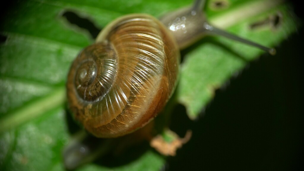 Ariophanta ammonia from BNHS CEC on August 16, 2023 at 10:30 AM by ...