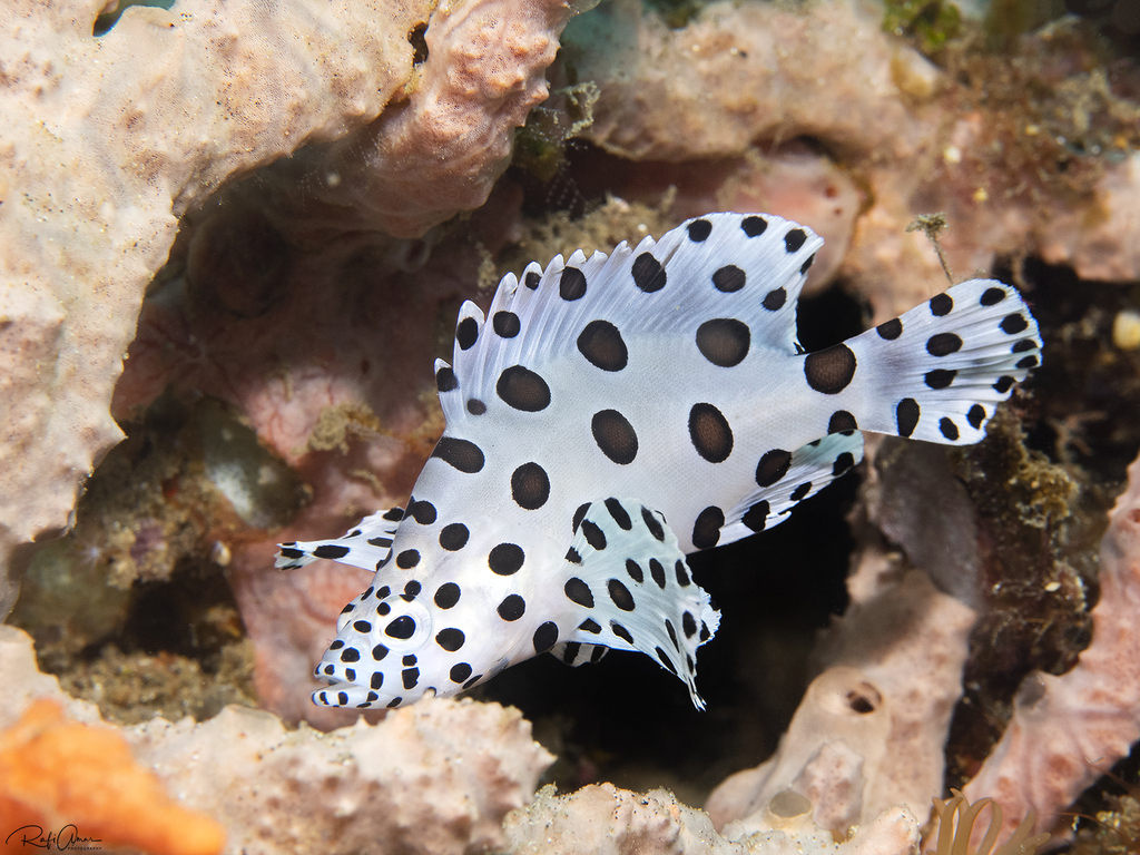 Humpback Grouper in April 2019 by Rafi Amar · iNaturalist