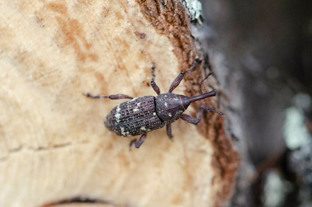 Pine Weevils from Northern Lapland, Finlande on May 22, 2023 at 10:34 ...