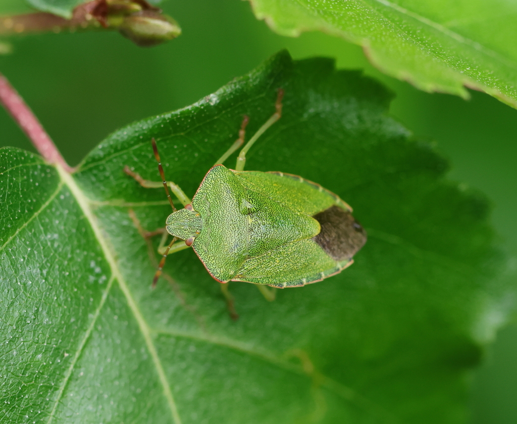 Green Shield Bug from Gonfreville-l'Orcher, France on September 12 ...