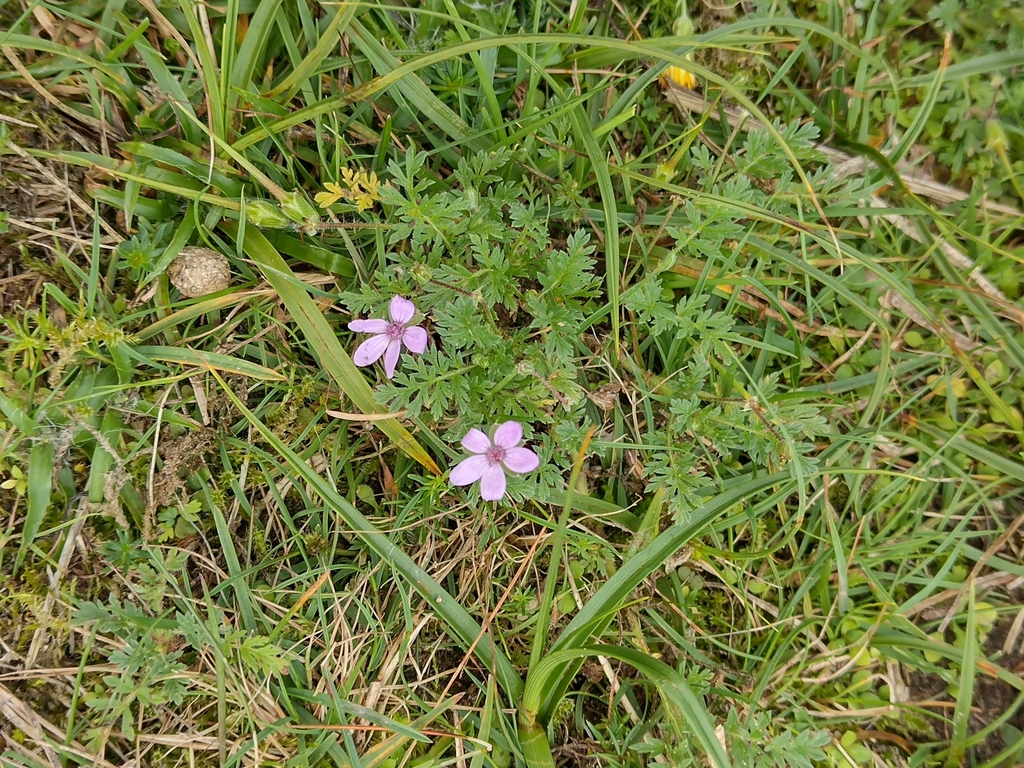 Redstem Stork's-bill from Niwbwrch, Llanfairpwllgwyngyll LL61 6RS, UK ...