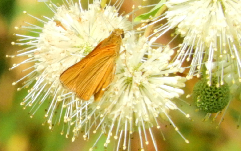 Rare Skipper from Georgetown County, SC, USA on September 9, 2023 at 10 ...