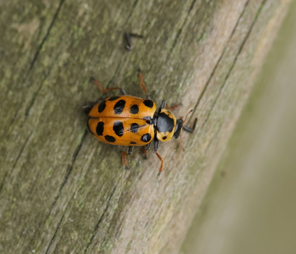 Thirteen-spotted Lady Beetle from Oudalle, France on September 12, 2023 ...