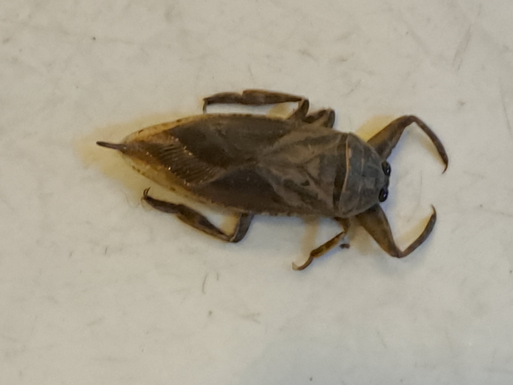 African Giant Water Bug from FFG4+4RW, Homa Bay, Kenya on September 11 ...