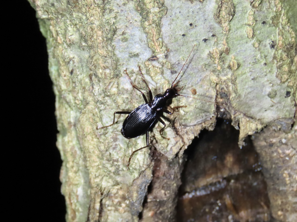 Platynus angustatus in September 2023 by Josh Emm · iNaturalist