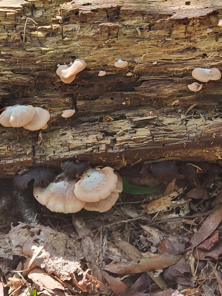 bear lentinus from Providence Estates East, Charlotte, NC, USA on ...