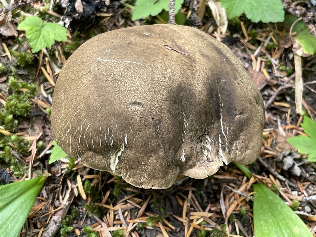 Dark Bitter Bolete from Okanogan - Wenatchee National Forest, Cle Elum ...