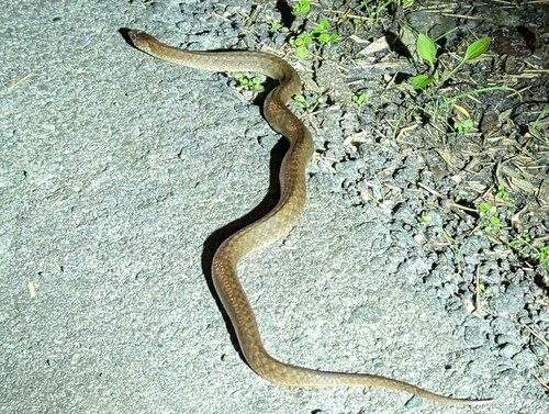 Leonard's Keelback (Rhabdophis leonardi) - Snakes and Lizards