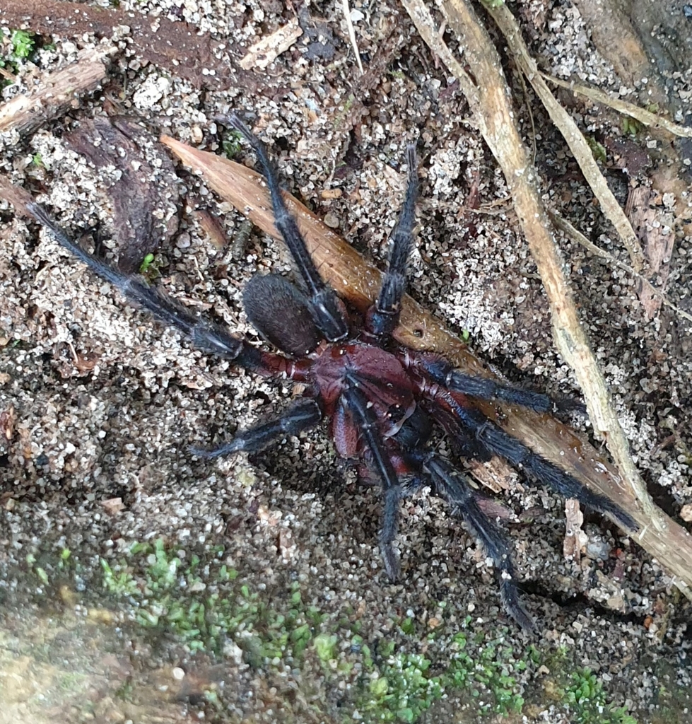 Brushfooted Trapdoor Spiders from Gualea, Ecuador on September 12, 2023 ...