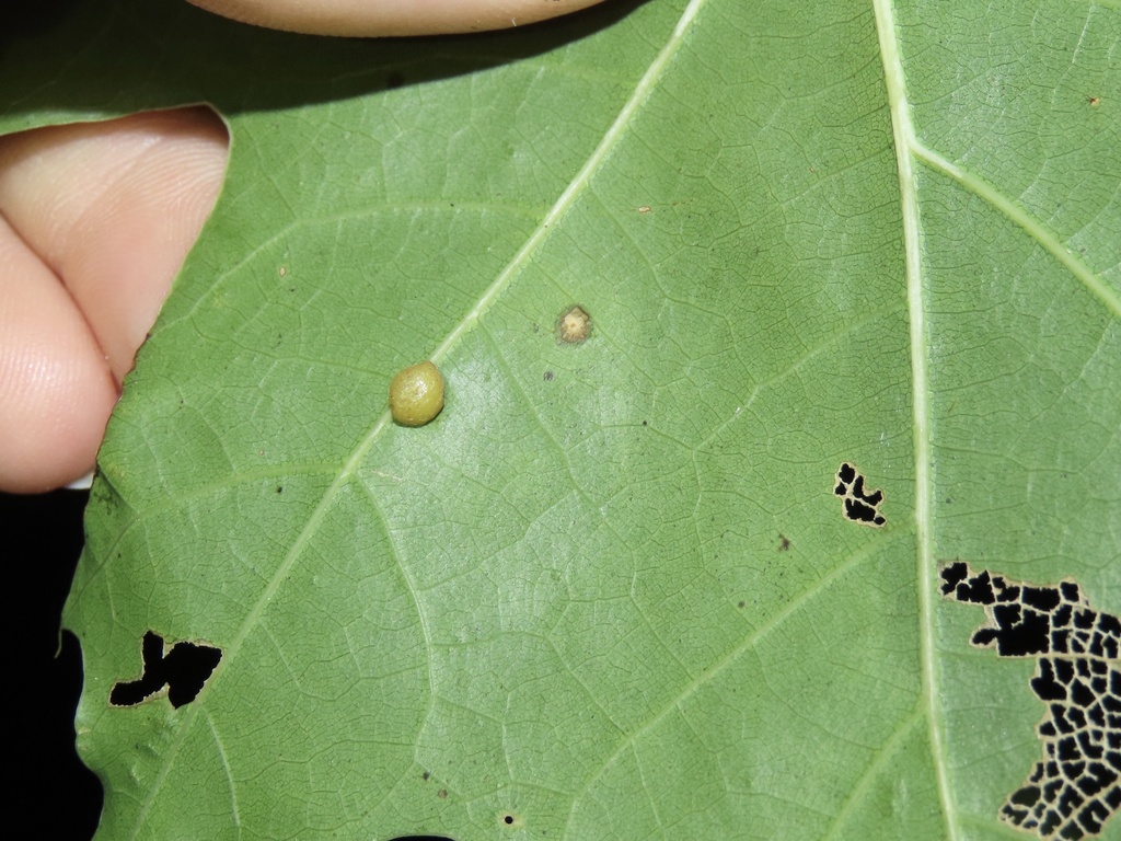 Polystepha globosa in September 2023 by Josh Emm · iNaturalist