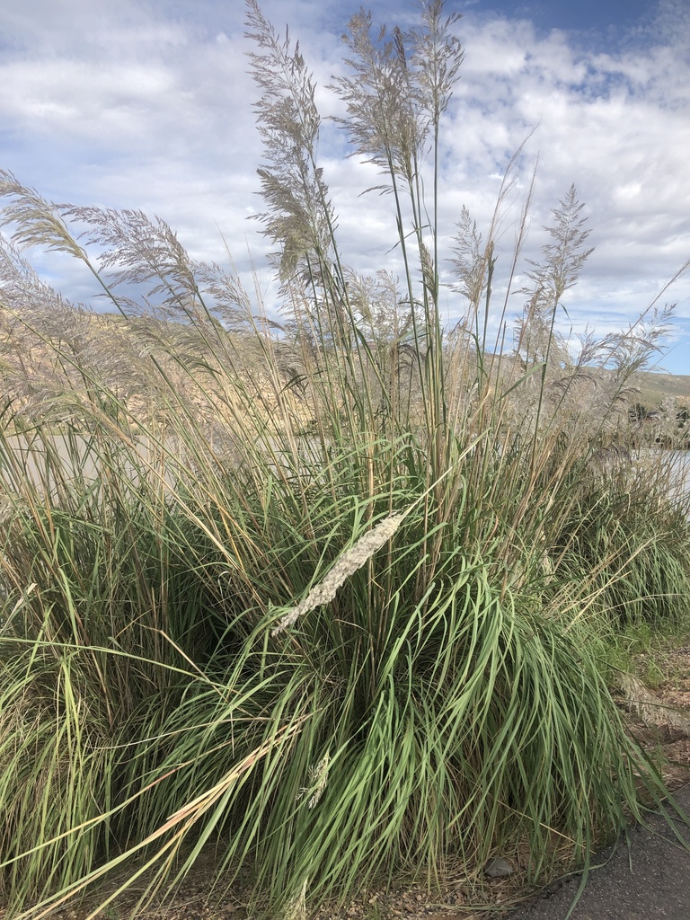 ravenna grass from N 3700 W, Hurricane, UT, US on September 12, 2023 at ...
