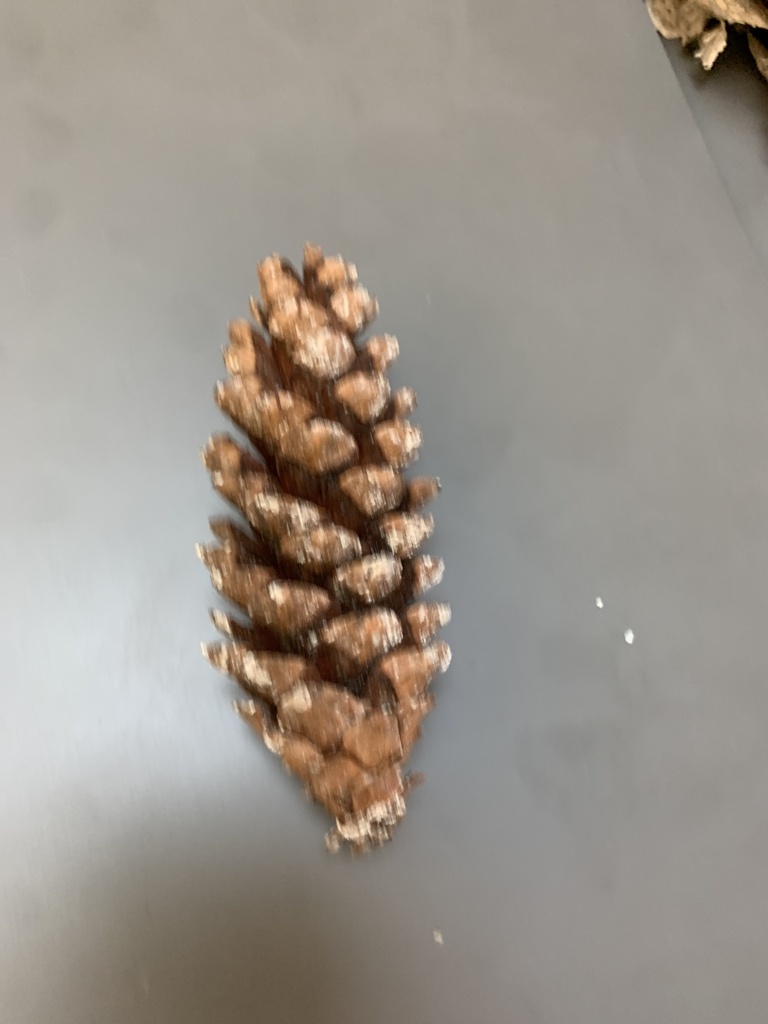 conifers from Tabor Academy, Marion, MA, US on September 12, 2023 at 01 ...