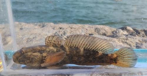 Ponticola cephalargoides · iNaturalist Mexico