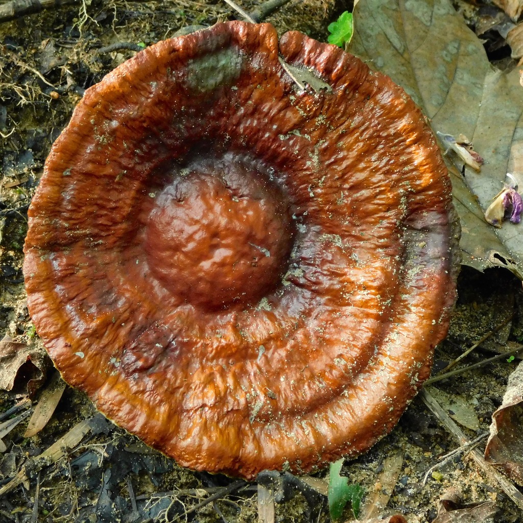 red-staining stalked polypore from Chapel Hill, NC 27517 on September ...